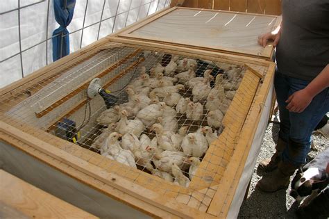 Chicken Brooder