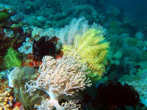Sea Lily Of The Philippine Sea Stock Photo Image Of Ocean World