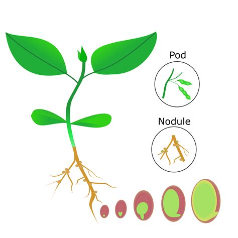 Soybean Multi Omic Atlas Database