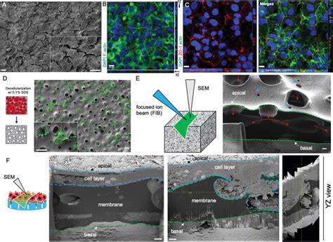 Ultrastructural Morphological And Tomographic Analysis Of Download Scientific Diagram