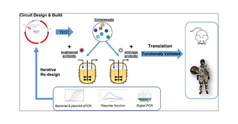 In Vitro Fermentation Evaluation Of Engineered Sense And Respond Probiotics In Polymicrobial