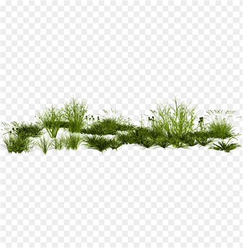 Imp Rendering Photoscape Creative Green Grass Png Transparent Tall