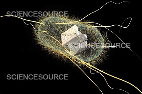 Photograph Engineered Bacterial Conceptual Illus Science Source Images