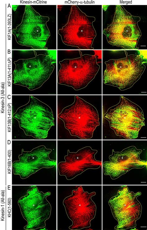 positively charged lysine resides in the k loop influence microtubule