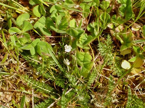 Subterranean Clover Naturespot