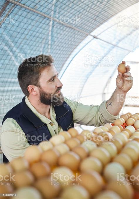 농장 농업 및 검사 성장 생산 및 식품 산업을 위한 계란을 가진 농부 가금류 사육 시골 및 주문 단백질 시장 및 품질 관리를 위해 닭고기 달걀을 확인하는 남자 20 24세에