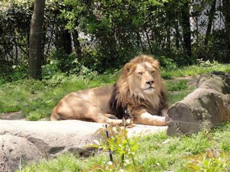 عکس شیر جنگلی Hd آلبوم تصاویر تــــــــوپ تـــــــــاپ