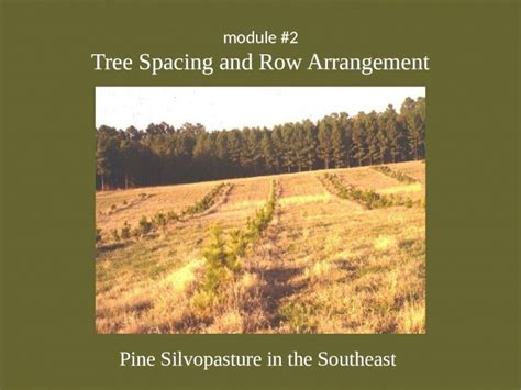 Pptx Module 2 Tree Spacing And Row Arrangement Dokumentips