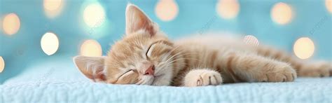 귀여운 오렌지색 고양이가 눈을 감고 침대에서 자고 있으며 부드러운 조명 배경에 둘러싸여 발을 쭉 뻗고 있습니다 흐릿한 조명 파란색 벽이 특징입니다 귀엽다 주황색 고양이