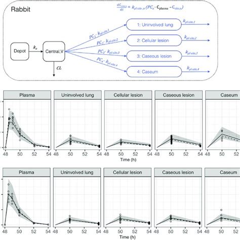 Model Structure And Visual Predictive Checks Vpc For Plasma To Tissue Download Scientific