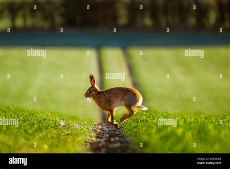 Brown Hare Running Through Field Hi Res Stock Photography And Images Alamy