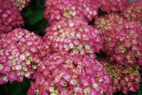 Hydrangea Macrophylla Seaside Serenade® Fire Island Hortfire Hydrangea Garden Center Marketing