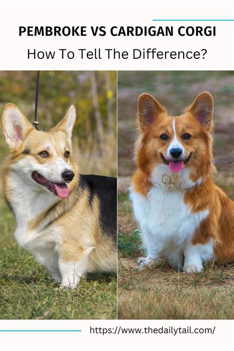 Pembroke Vs Cardigan Corgi Spotting The Differences