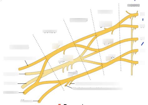 Brachial Plexus Diagram 1 Diagram Quizlet