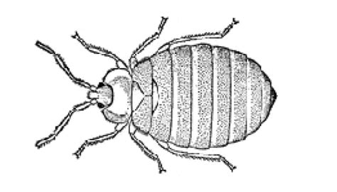 Printable Bed Bug Resources Cals
