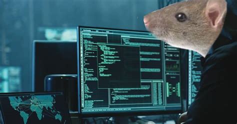 Hacker Rat Album On Imgur