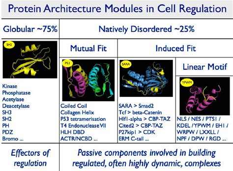 Figure 1 From Understanding Eukaryotic Linear Motifs And Their Role In Cell Signaling And