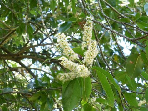 Prunus Ilicifolia Ssp Lyonii All Photos Garden Companion Planting