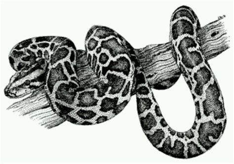 Burmese Python Drawing At Explore Collection Of Burmese Python Drawing