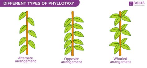 Phyllotaxy Neet Biology Notes