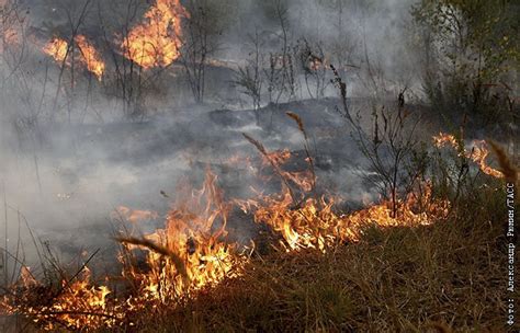 Минприроды РФ назвало поджоги причиной части пожаров в ЦФО