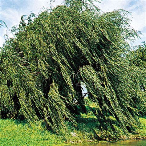 Willow Definition Species And Facts Britannica