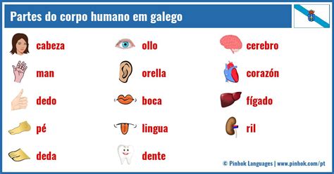 partes do corpo humano em galego