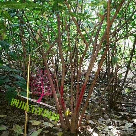 四川腊梅 价格 基地 腊梅树 百泽园林