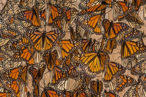 Monarch Butterfly Wallpapers 4k Hd Backgrounds On Wallpaperbat