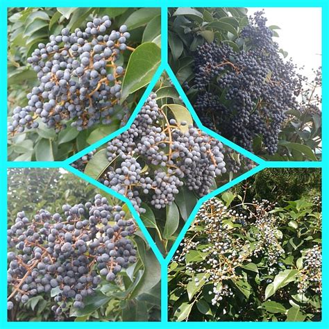 광나무 열매 여정실의 효능 네이버 블로그