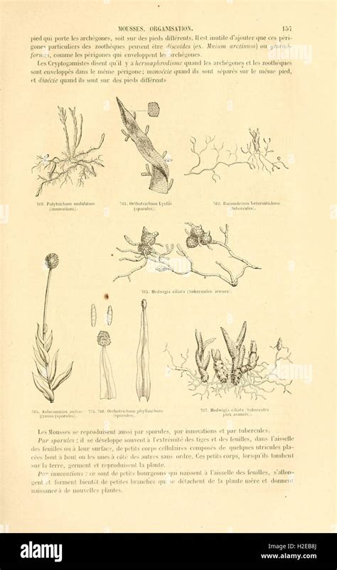 This Page From Botanique Cryptogamique Covers The Natural History And Classification Of Lower