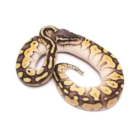 Python Regius Butter Pastel Python Royal