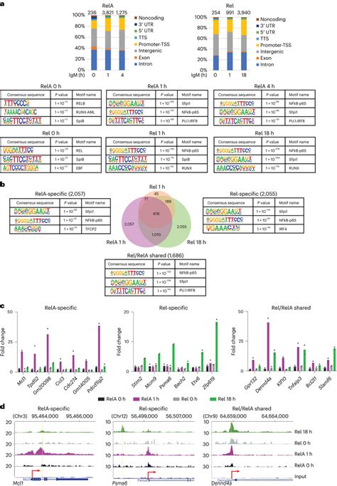 Identification Of Rela And Rel Binding Sites In Bcr Activated B