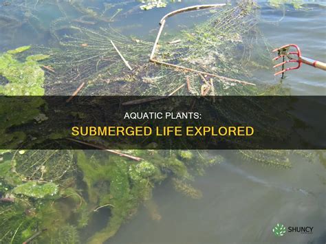 Aquatic Plants Submerged Life Explored Shuncy