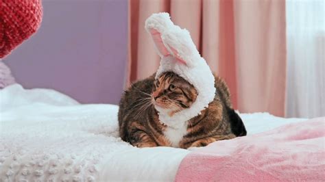 پرورش کودک دوزبانه و دانلود کارتون انگلیسی و زبان اصلی نی نی کارتون