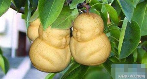 西遊記中的人參果，現實生活中人參果並不存在！ 每日頭條