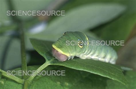 Tiger Swallowtail Butterfly Caterpillar