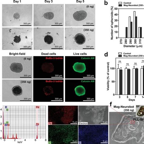 Size And Viability Of The Control And Magnetic Neurospheroid Microrobot