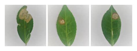 Sample Pca Color Augmented Images Download Scientific Diagram