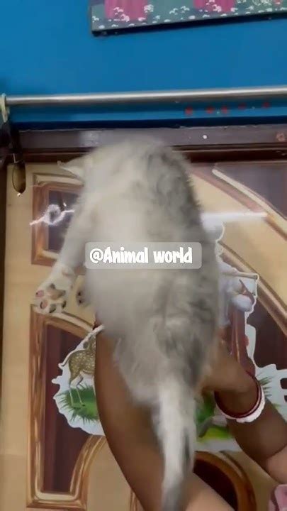 Sybarian Husky Puppies 😍😍shorts Youtube