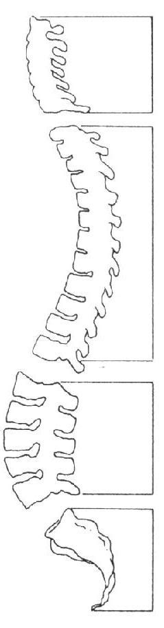 Diagramme De Colonne Vertebrale Quizlet