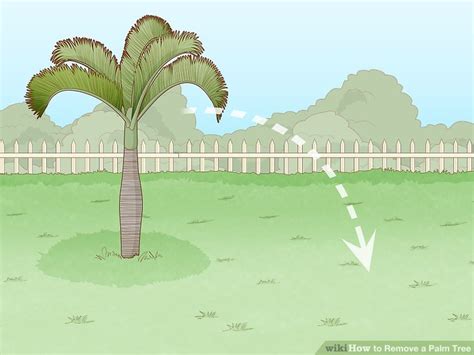 3 Ways To Remove A Palm Tree WikiHow