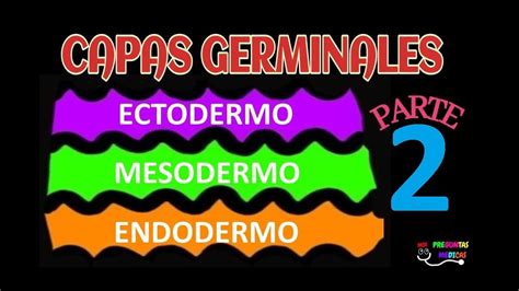 Capas Germinales Parte 2 Embriologia Ectodermo Mesodermo Endodermo 🌈 Capas Germinales Parte 2 Embriologia Ectodermo Mesodermo Endodermo 🌈