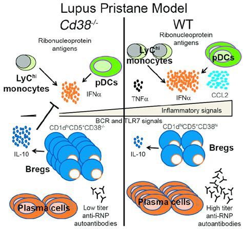 Model For Pristane Induced Lupus This Model Is A Modification Of That