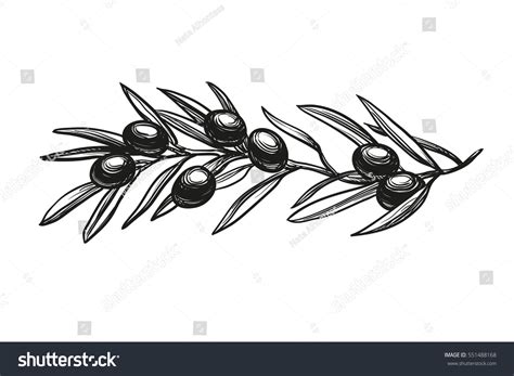 Hand Drawn Vector Illustration Olive Branch Stock Vector Royalty Free