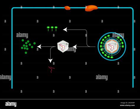 Retrovirus Replication Computer Artwork A Retrovirus Disassembling After Infecting A Cell The