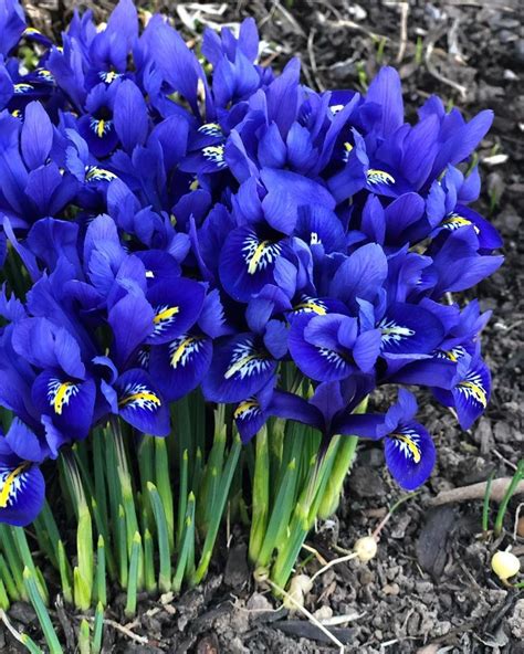 Stunning Iris Blooming In My Garden Dark Blue Iris Landscape Blue