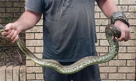 Massive Python Drags Boy Into Swimming Pool Before Dad And Grandad Leap To The Rescue World