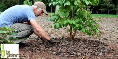 Steps To Properly Plant New Trees And Shrubs Milorganite