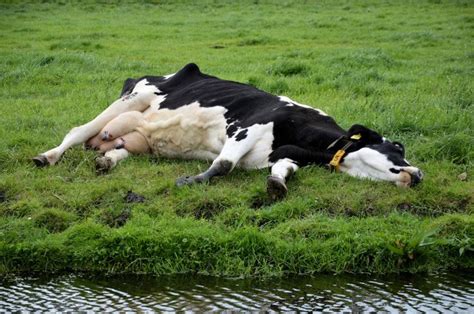 The Forgotten Lives The Untold Story Of Dairy Cows New And Tips